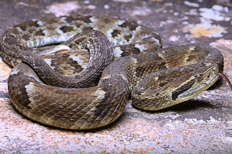 6 maiores cobras encontradas no Mato Grosso do Sul